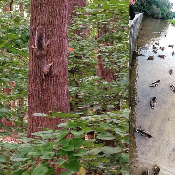 Lake Lynn Trail - Raleigh, NC