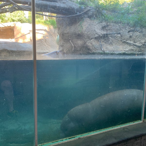 Pygmy Hippo & Slender-Snouted Crocodile - Zoo Exhibit in San Diego