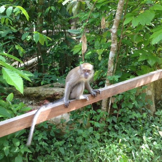 MacRitchie Reservoir Park - Central Catchment Nature Reserve - 62 tips