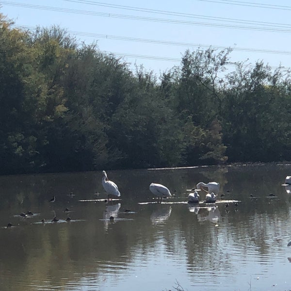 Photos at Gilbert Riparian Preserve at Water Ranch - Gilbert, AZ