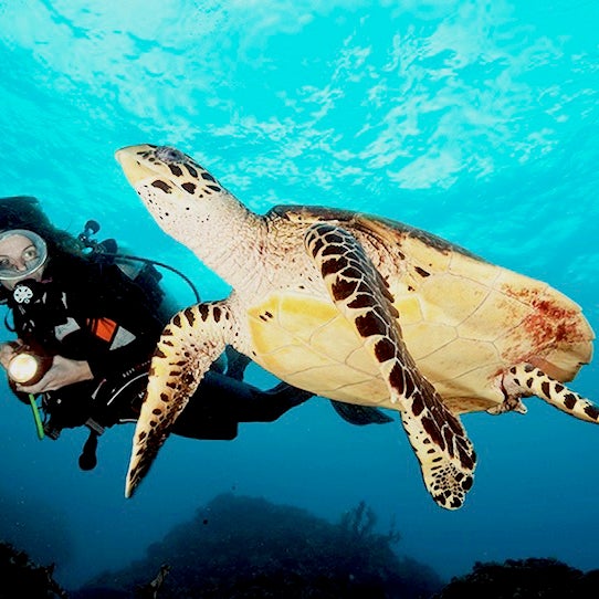 Sea Bees Diving - 4 tips