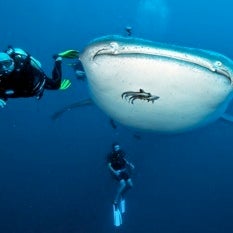 Sea Bees Diving - 4 tips