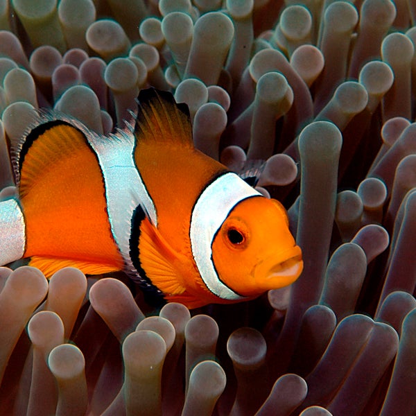 Sea Bees Diving - 4 tips