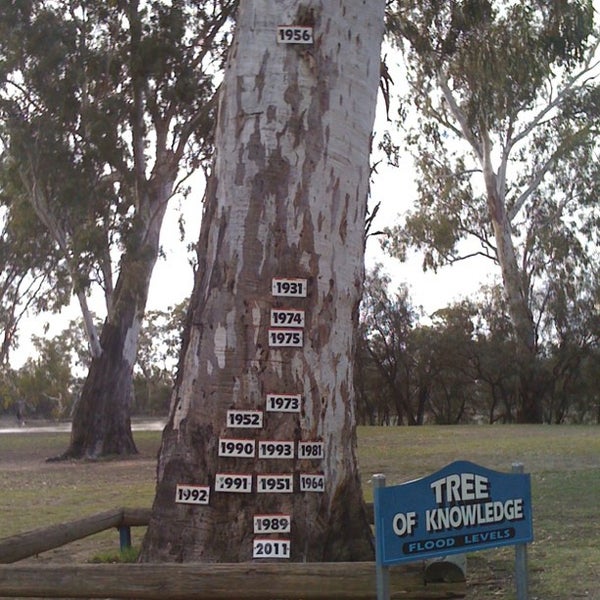 Tree of Knowledge - Tree in Loxton