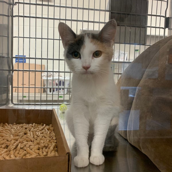 Austin Animal Center - Austin, TX