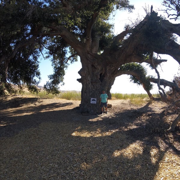 1100 Year Old Oak Tree (at Highland Springs Resort) - Historic and ...