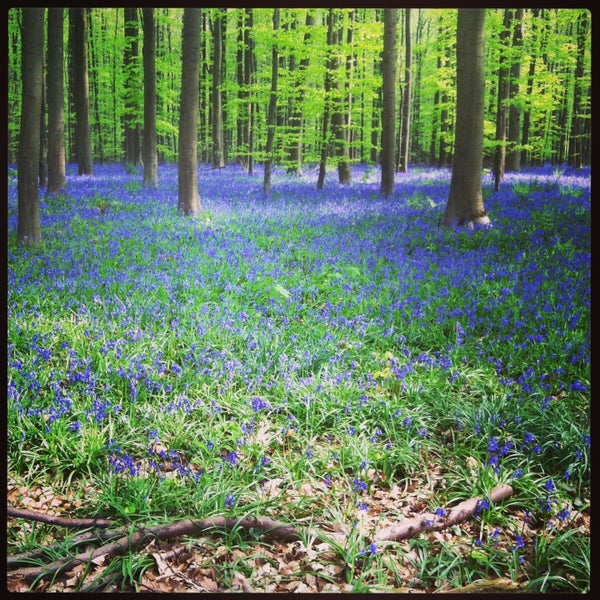 Hallerbos - Forest in Halle