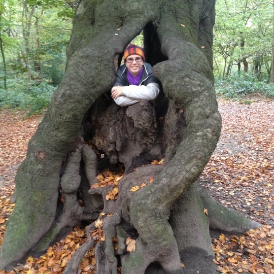 The Hollow Tree - Tree in London