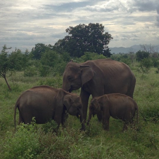 Udawalawa National Forest Reserve - 17 tips from 665 visitors