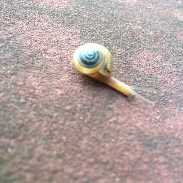 Greatwood Pool 3 - Swimming Pool