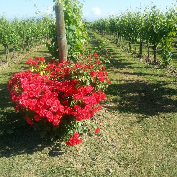 Zenato Winery - Peschiera del Garda, Veneto