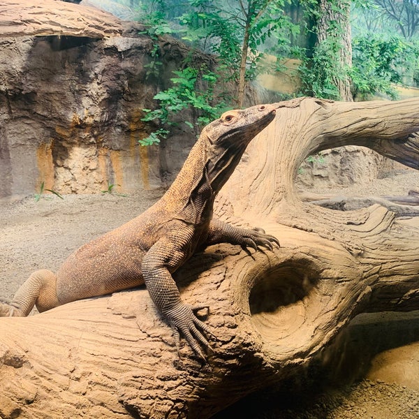 Komodo Dragon Exhibit - Zoo Exhibit in Phinney Ridge