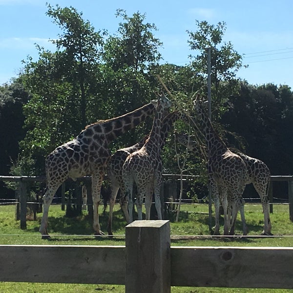 Photos at Fota Wildlife Park - Zoo