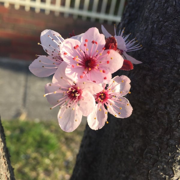 Hartwell Station - Camberwell, VIC