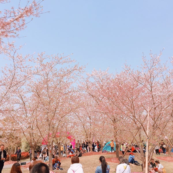 顾村公园 | Gucun Park - Bǎoshān - 4788 Hutai Rd