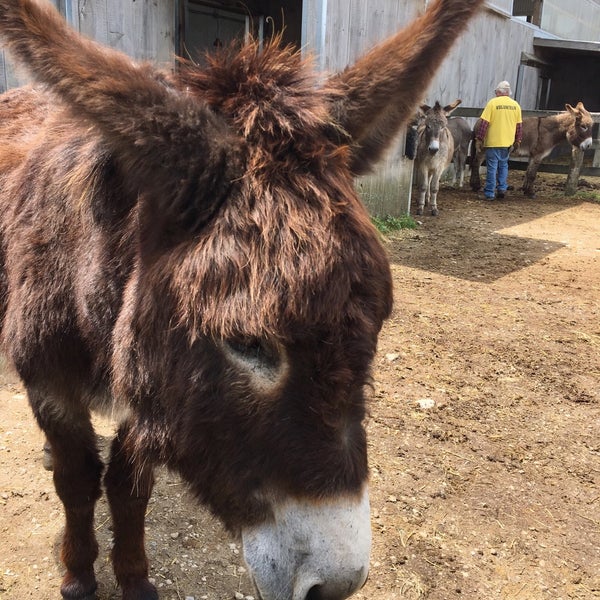 Donkey Sanctuary - Farm