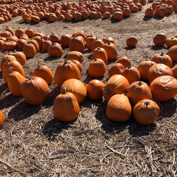 Rodoni Farms Pumpkin Patch - 102 visitors