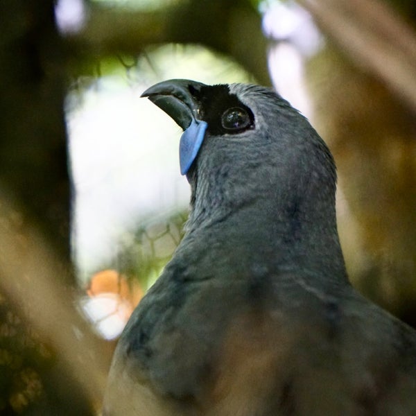 Pukaha Mount Bruce Wildlife Centre - Masterton, Wairarapa
