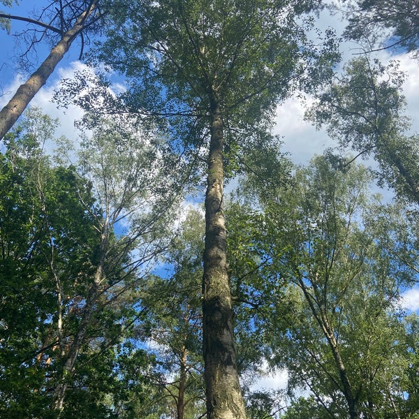 Badestelle Wandlitzsee - Bathing Area