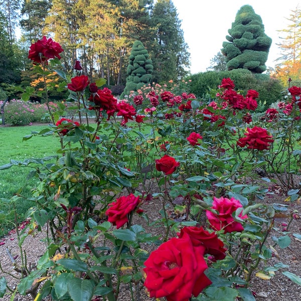 Photos at Woodland Park Rose Garden - Garden in Seattle