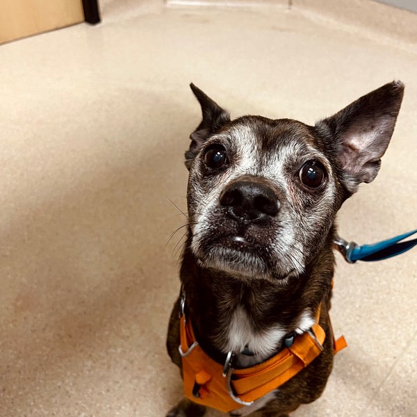 Phoenix Dog/Cat/Bird Hospital - Pet Service in Phoenix