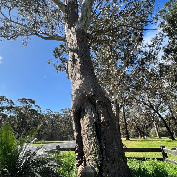 Canoe Tree - Tree in Broulee