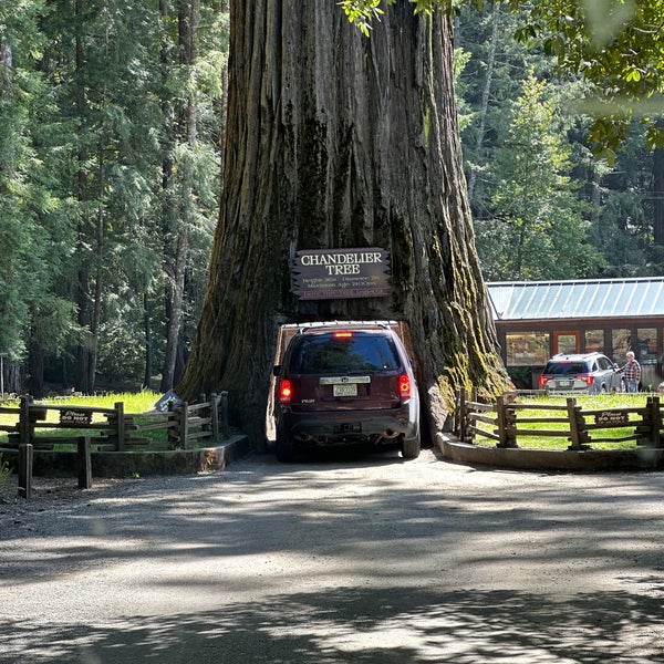 Drive-Thru Tree Park - 23 tips from 1224 visitors