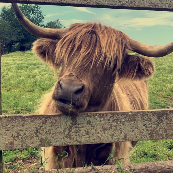 Oulton's Farm - Farm in Windsor