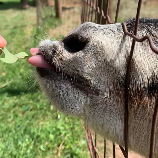Oulton's Farm - Farm in Windsor