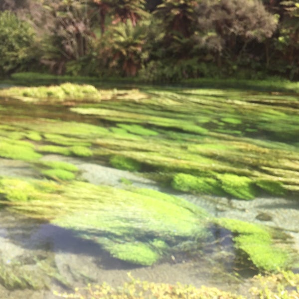 Te Waihou Walkway - Tapapa, Waikato