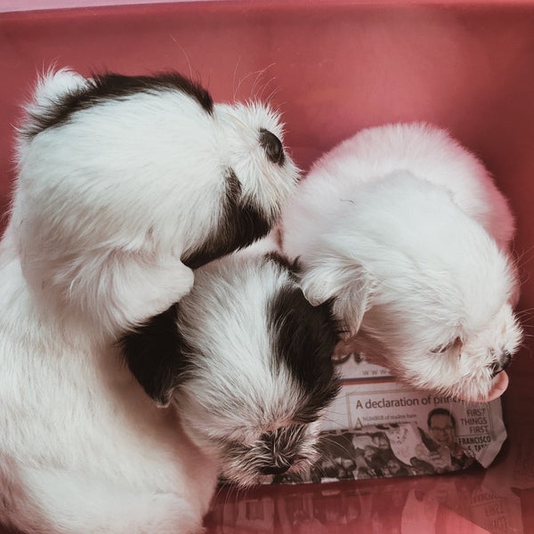 Bacolod Animal Hospital - Veterinarian in Bacolod City