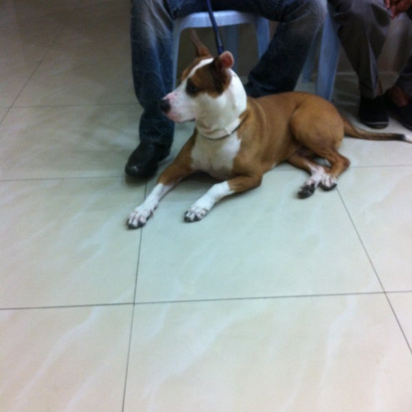 Photos at Gasing Veterinary Hospital - Veterinarian in Petaling Jaya