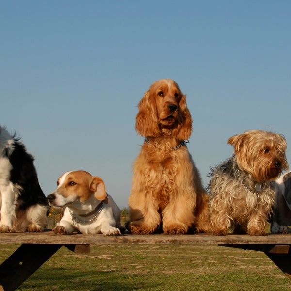 Red Rover Adventures In Pet Care - Montclair - 0 tips