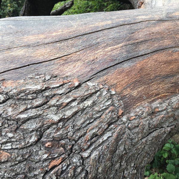 Oxleas Wood - 3 tips