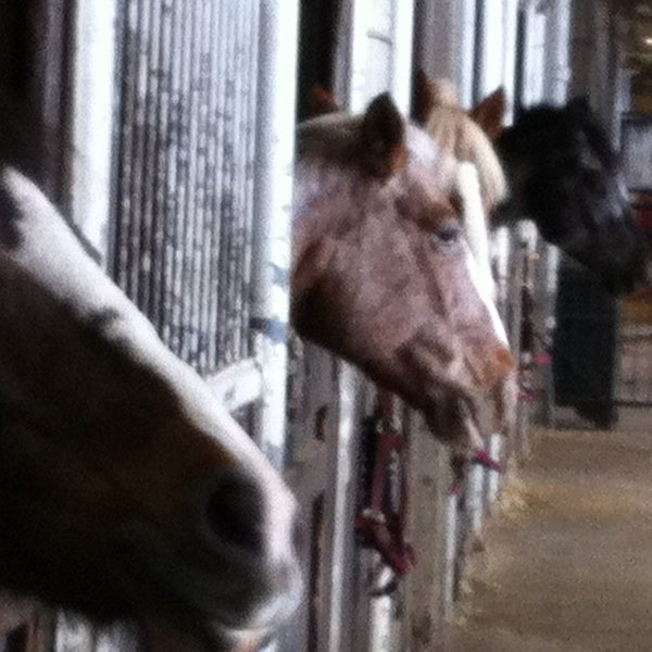 Riding Academy at the Horse Palace - 3 tips from 56 visitors