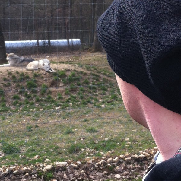 Wolf Science - 1 tip