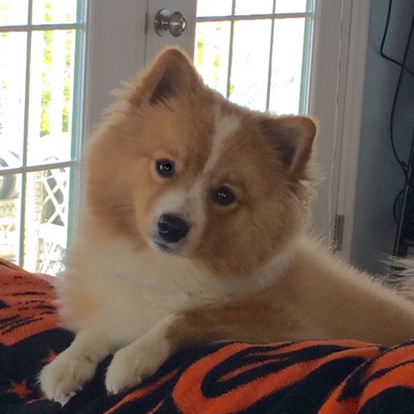 PetSmart - Pet Supplies Store