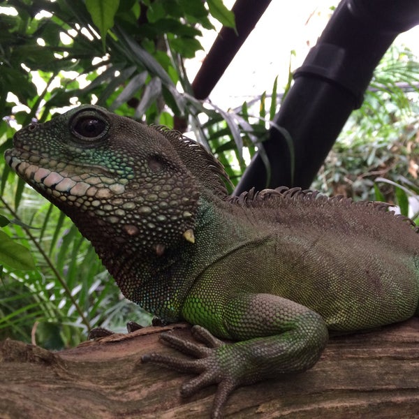 The Living Rainforest - Zoo