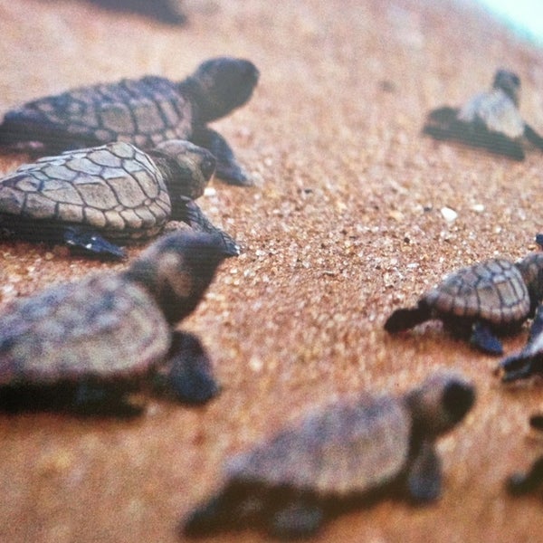 Projeto Tamar - Florianópolis, SC