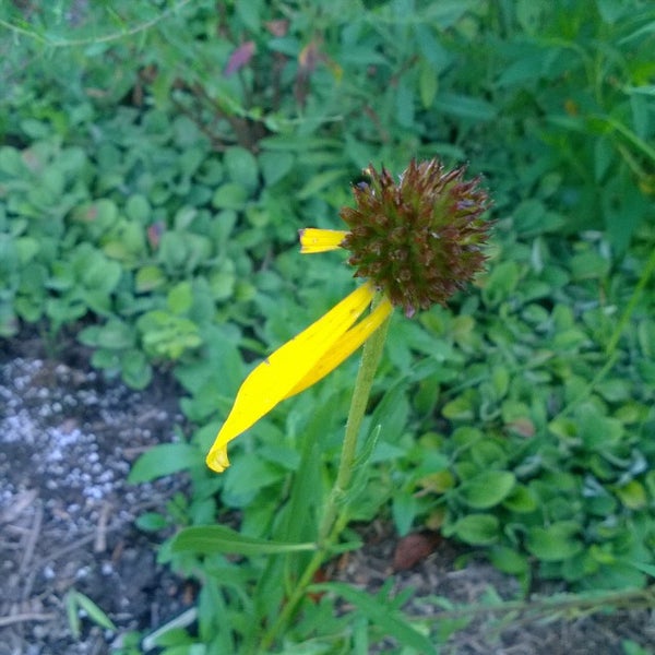 Springfield Botanical Center - Springfield, MO