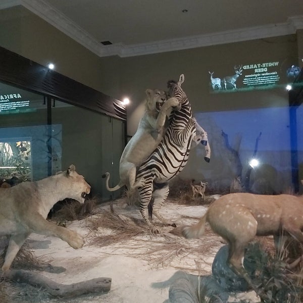 Museum Satwa - 67 tips
