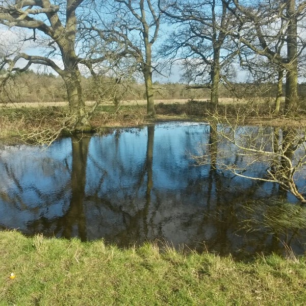 Sulham Woods - Forest in Reading