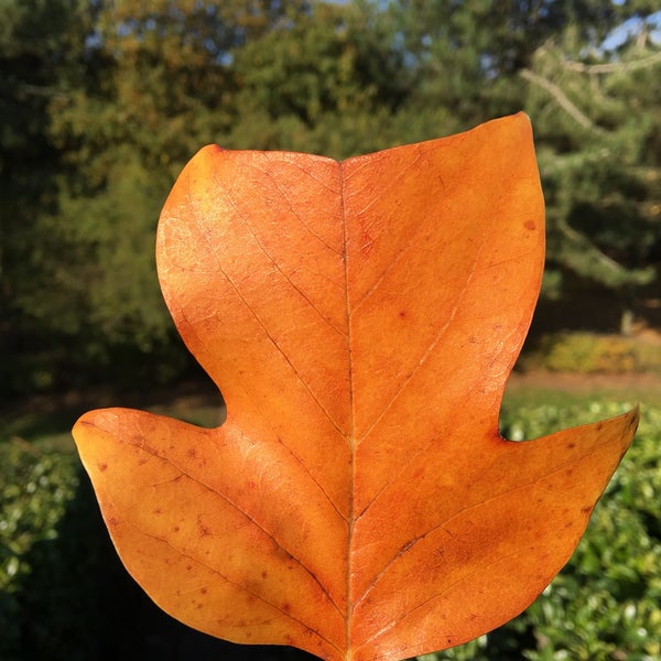 Tree Cathedral - Scenic Lookout
