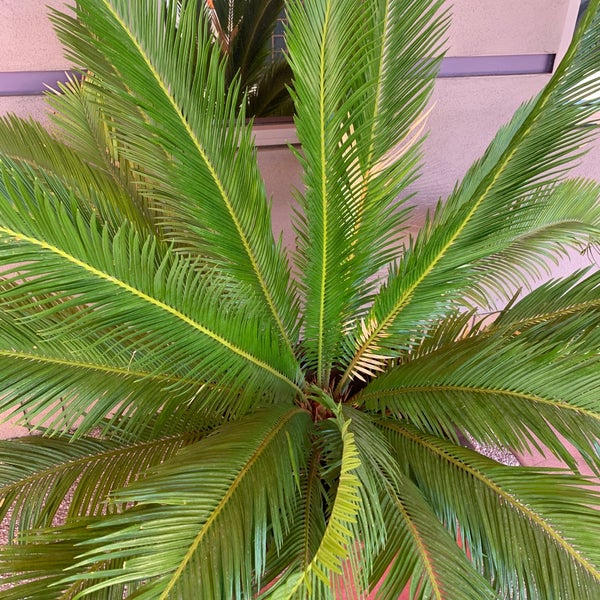 Gadabout Salon Spas - Tucson, AZ