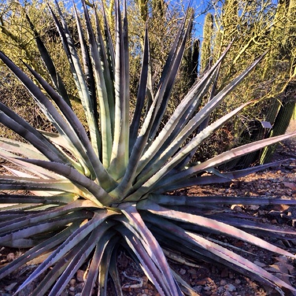 Pantano River Park - Trail