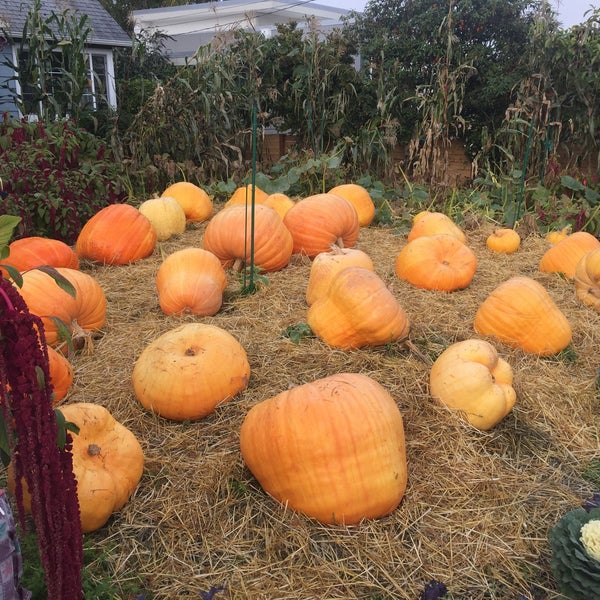 Pumpkin Patch - Magnolia - Magnolia - 1 tip from 22 visitors