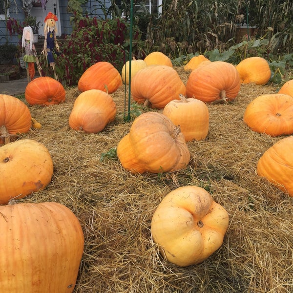 Pumpkin Patch - Magnolia - Magnolia - 1 tip from 22 visitors