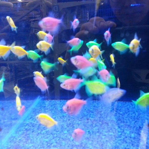 Neon Fish Walmart