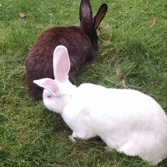 Photos at Beale Wildlife Park - Zoo in Lower Basildon