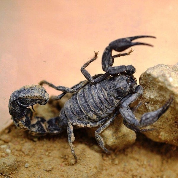 Almarai Poultry Processing Plant - حائل, حائل